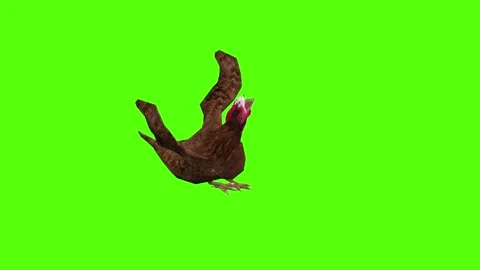 Chicken Death Green Screen Animation 4k ... | Stock Video | Pond5
