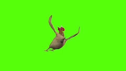 Chicken Death Green Screen Animation 4k ... | Stock Video | Pond5