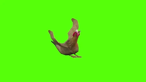 Chicken Death Green Screen Animation 4k ... | Stock Video | Pond5