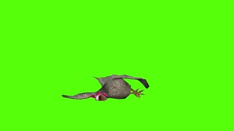 Chicken Death Green Screen Animation 4k ... | Stock Video | Pond5