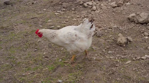 Chicken digging in ground. Hen walking o... | Stock Video | Pond5