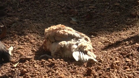 Chicken dust bath digging hole and pokin... | Stock Video | Pond5
