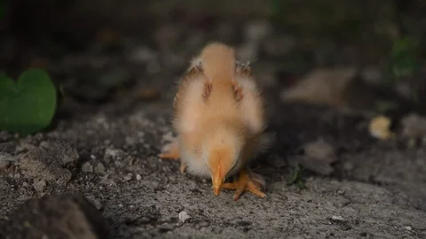 A chicken eating insects i a yard | Stock Video | Pond5