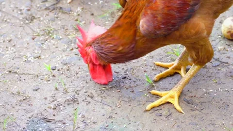 chicken eating rice grains closeup view | Stock Video | Pond5