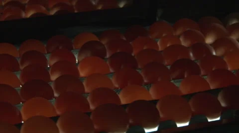 Chicken egg grading Close-up NTSC 05 | Stock Video | Pond5