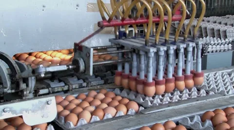 Chicken Egg grading PAL 01 | Stock Video | Pond5