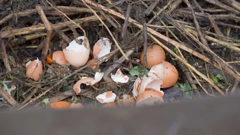 Shell Egg Fertilizer Stock Video Footage | Royalty Free Shell Egg ...