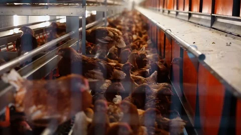 Chicken Factory Farm Interior Details | Stock Video | Pond5