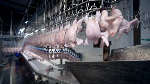 chicken factory process conveyor meat in... | Stock Video | Pond5