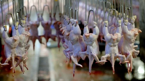 chicken factory process conveyor meat in... | Stock Video | Pond5