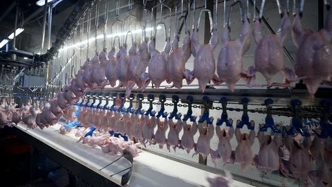 chicken factory process conveyor meat in... | Stock Video | Pond5
