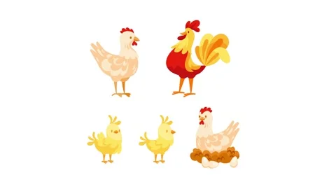 Chicken family life cycle animation on w... | Stock Video | Pond5