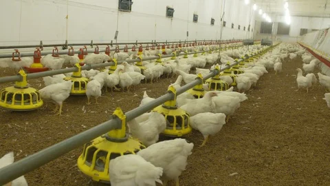 Chicken Farm, Poultry production line | Stock Video | Pond5