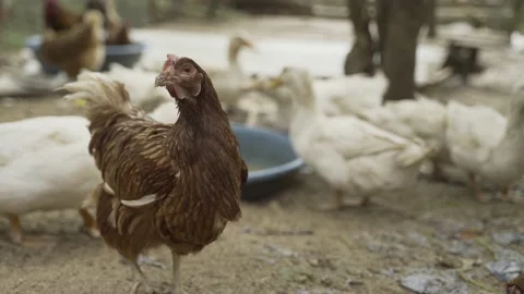Chicken farm / poultry in Rizal Province... | Stock Video | Pond5