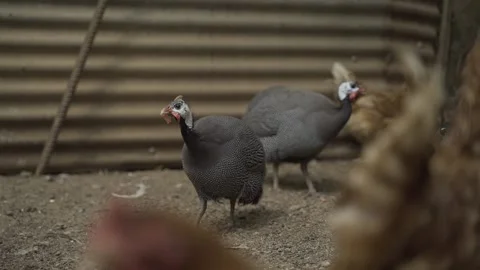 Chicken farm / poultry in Rizal Province... | Stock Video | Pond5