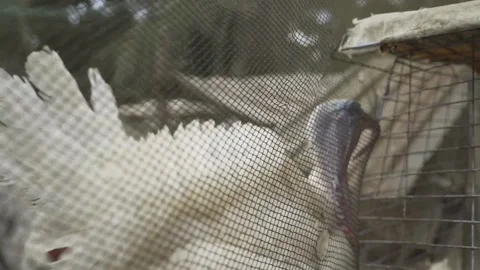 Chicken farm / poultry in Rizal Province... | Stock Video | Pond5