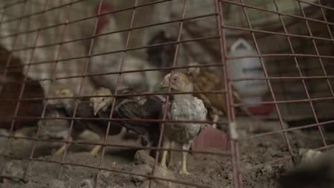 Chicken farm / poultry in Rizal Province... | Stock Video | Pond5