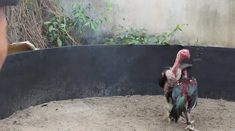 Chicken Fight Stock Footage ~ Royalty Free Stock Videos | Pond5