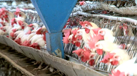 Chicken Run Stock Footage ~ Royalty Free Stock Videos | Pond5