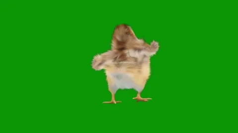 A chicken on green screen and small stan... | Stock Video | Pond5