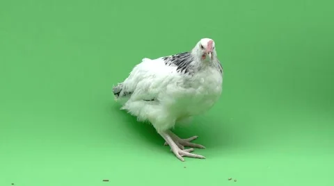 Chicken Green Screen | Stock Video | Pond5