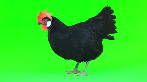 Chicken Green Screen Stock Footage ~ Royalty Free Stock Videos | Pond5