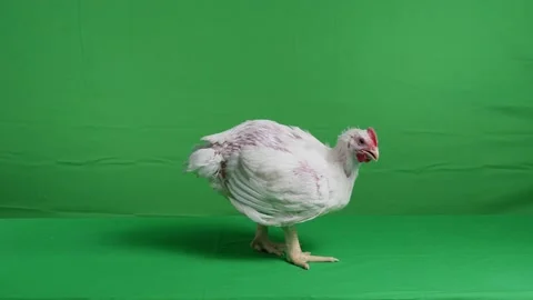 chicken on green screen | Stock Video | Pond5