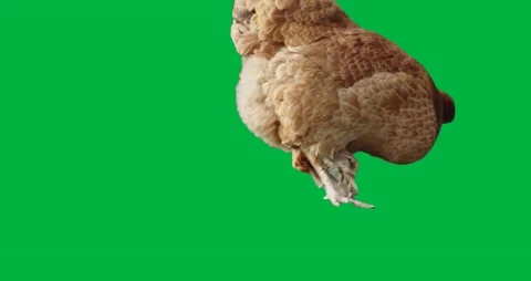 Chicken Greenscreen Stock Footage ~ Royalty Free Stock Videos | Pond5