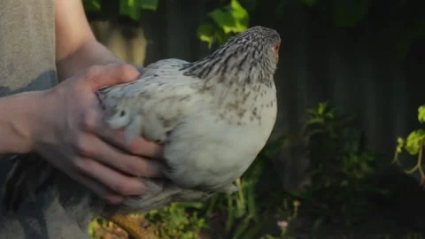 Chicken head tracking. The chicken in th... | Stock Video | Pond5