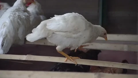 Free Hop Stock Footage ~ Royalty Free Stock Videos | Pond5