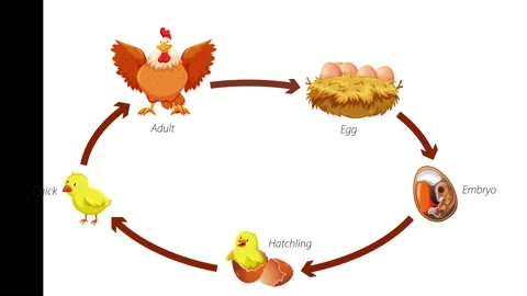 Chicken Life Cycle Diagram Animation | Stock Video | Pond5
