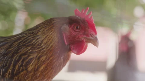 Chicken Looking Around It's Pen | Stock Video | Pond5