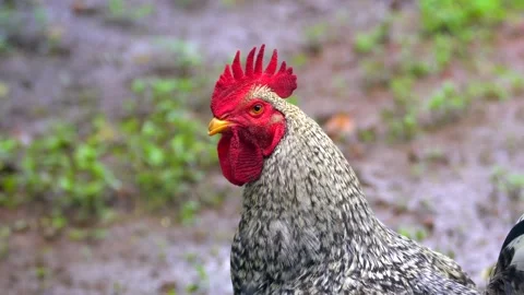 Chicken Fight Stock Footage ~ Royalty Free Stock Videos | Pond5