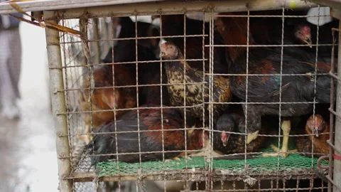 Chicken in overcrowded dirty cage in Klo... | Stock Video | Pond5