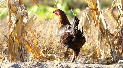 Chicken Peck Stock Video Footage | Royalty Free Chicken Peck Videos | Pond5