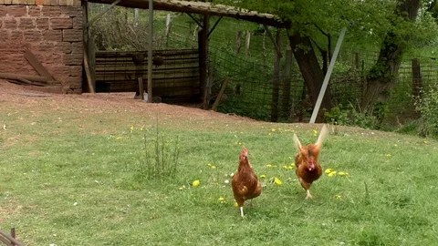 Chickens Running Stock Video Footage | Royalty Free Chickens Running ...