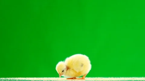 chicken pecks food on green screen | Stock Video | Pond5