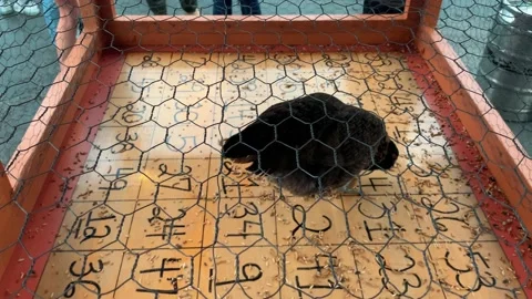 Chicken Poop Bingo Game in Austin, Texas | Stock Video | Pond5