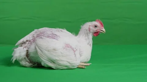 chicken in poultry farm on green screen | Stock Video | Pond5
