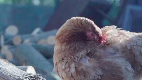 The chicken is preening its feathers. Sl... | Stock Video | Pond5