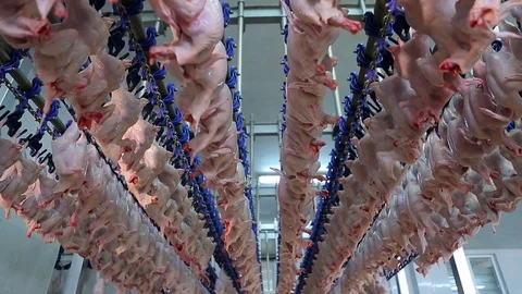 Chicken Meat Processing Stock Video Footage | Royalty Free Chicken Meat ...