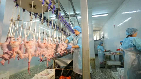 Chicken processing line at poultry farm ... | Stock Video | Pond5