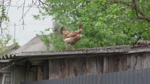 chicken on the roof | Stock Video | Pond5