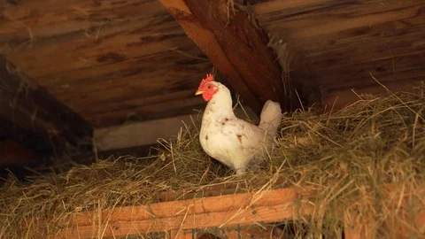 Hay Rooster Stock Video Footage | Royalty Free Hay Rooster Videos | Pond5