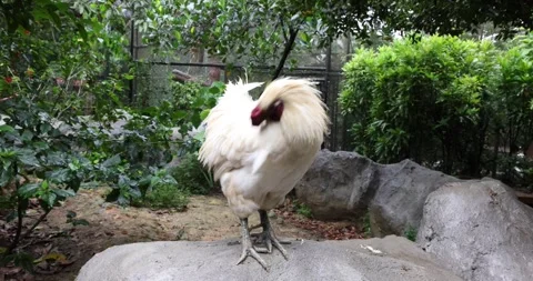 Rooster Crowing Stock Videos – Royalty-Free HD & 4K Videos