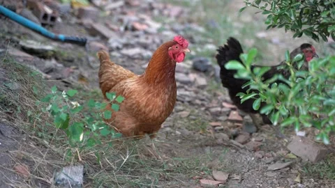 Chicken Run Stock Footage ~ Royalty Free Stock Videos | Pond5