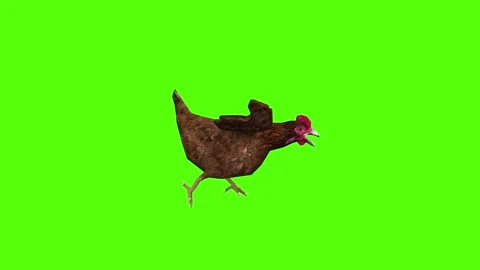 Chicken Running Angry Green Screen Anima... | Stock Video | Pond5