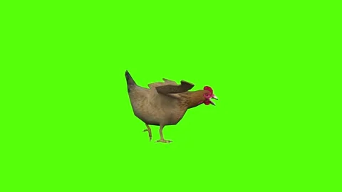Chicken Running Angry Green Screen Anima... | Stock Video | Pond5