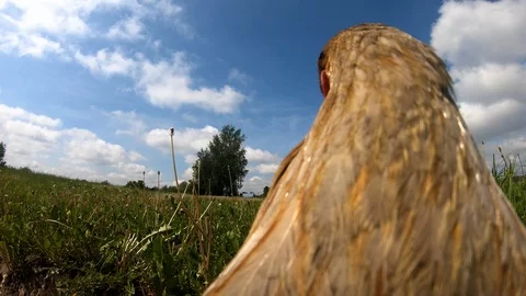 Chicken running around the field in sear... | Stock Video | Pond5