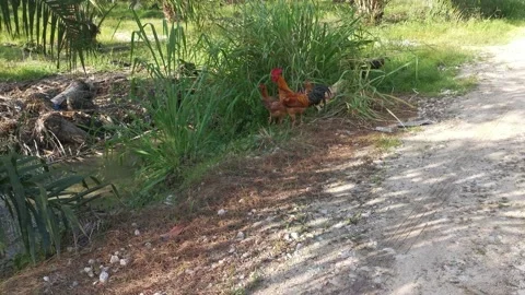 Chicken Running Stock Video Footage | Royalty Free Chicken Running ...